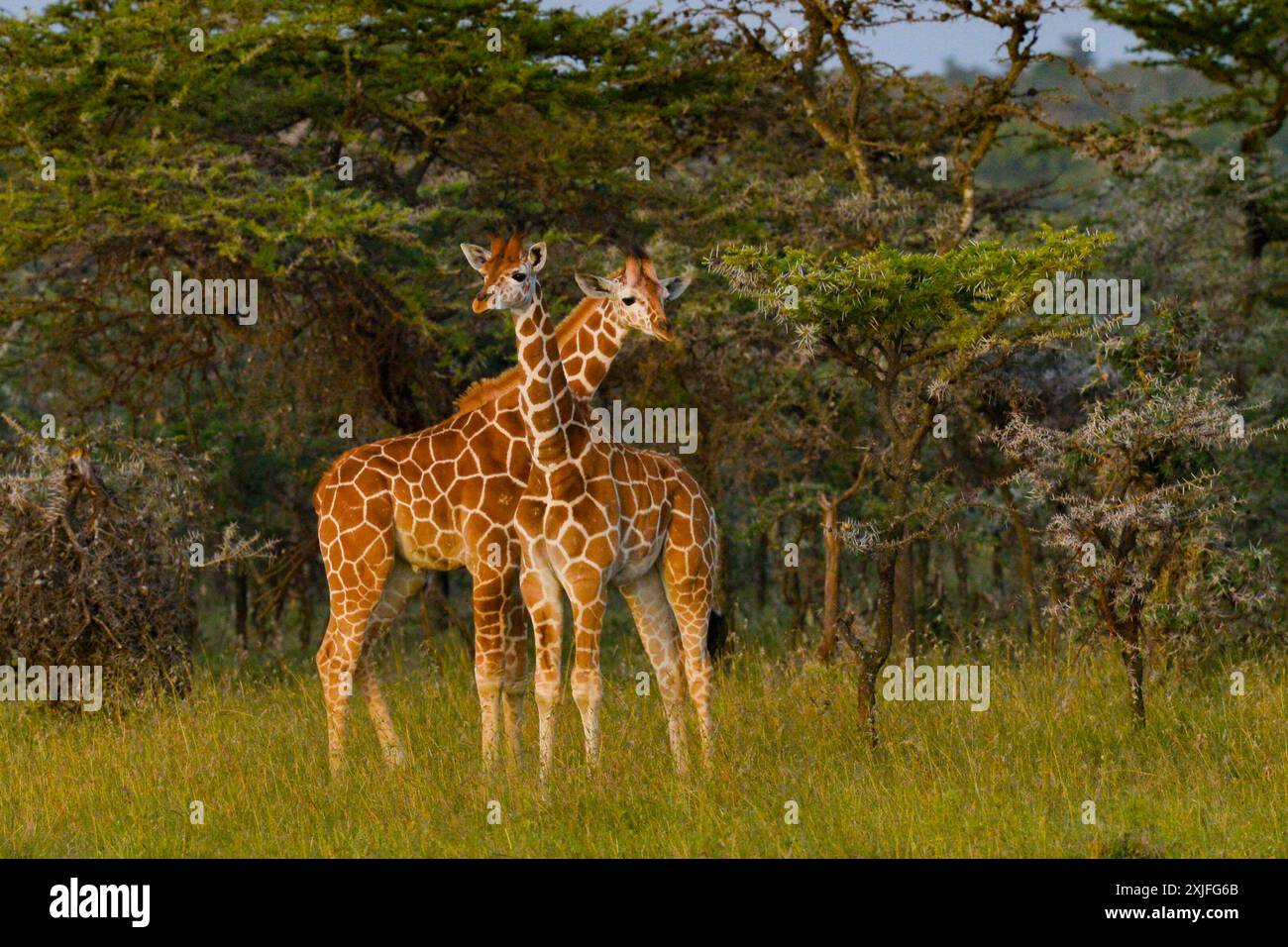 Kenyan Giraffes Kenya East ,frica Stock Photo - Alamy