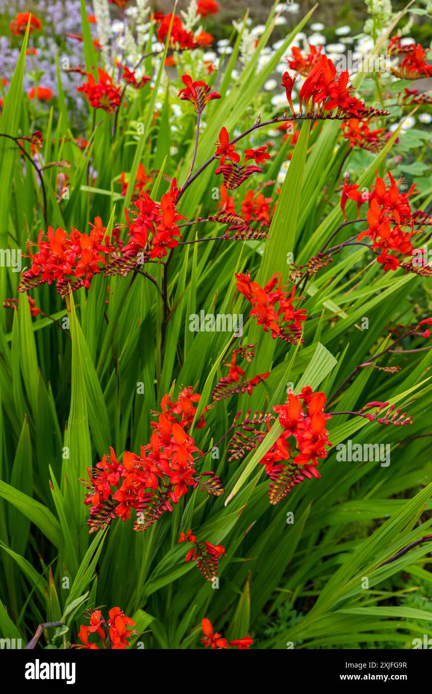 Red Crocosmia Lucifer flowers (Montbretia), Dirleton Castle garden ...