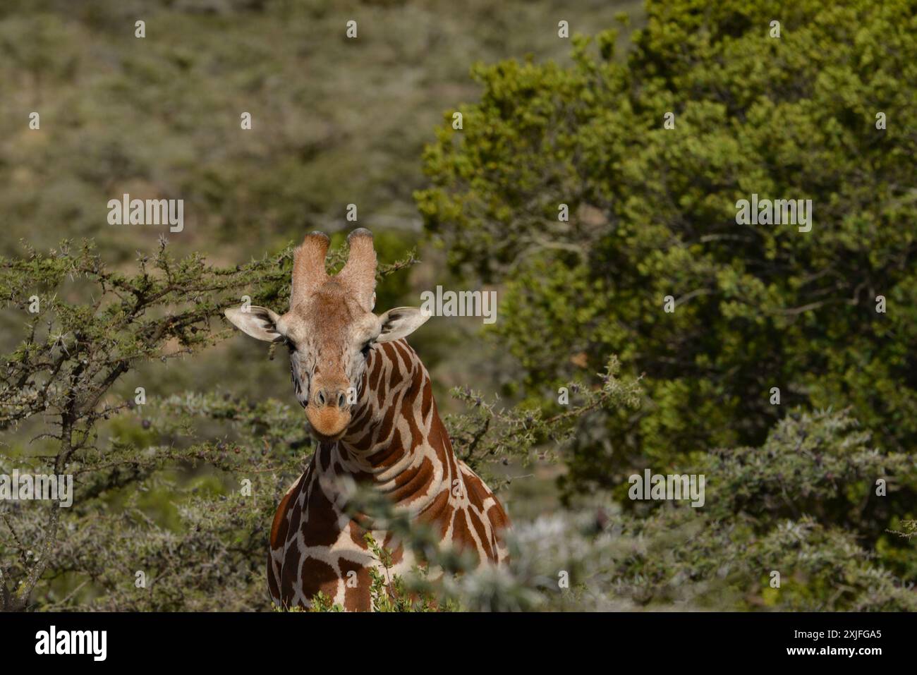 Maasai giraffe oak leaf patterns hi-res stock photography and images ...