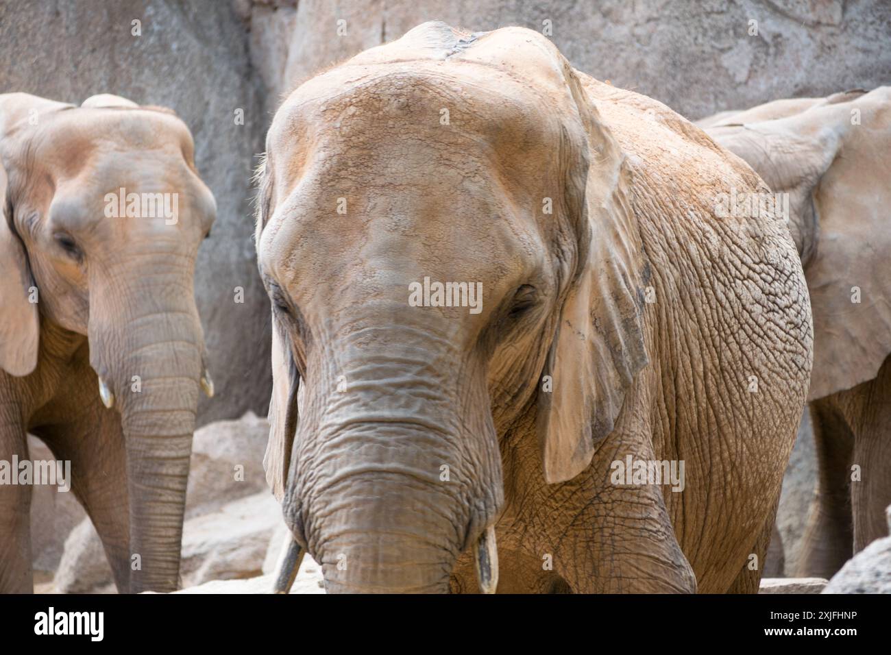 Elephant skin macro close hi-res stock photography and images - Alamy