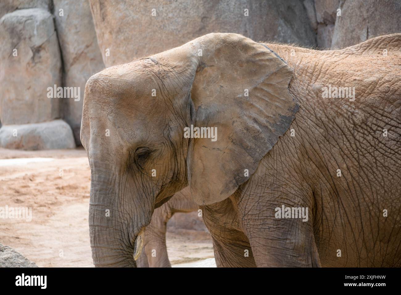 Elephant face profile hi-res stock photography and images - Alamy