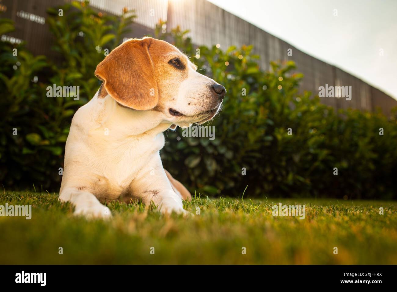 Close up of tri colour Beagle hound dog resting in shade. Summer canine ...