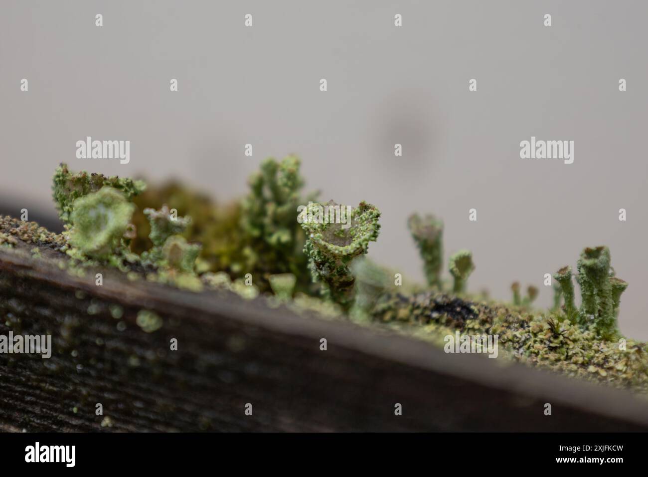 Pebbled cup lichen Stock Photo - Alamy