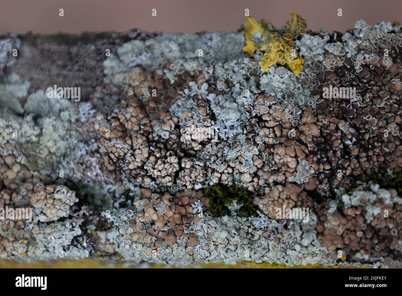 Lower plant lichen hi-res stock photography and images - Alamy
