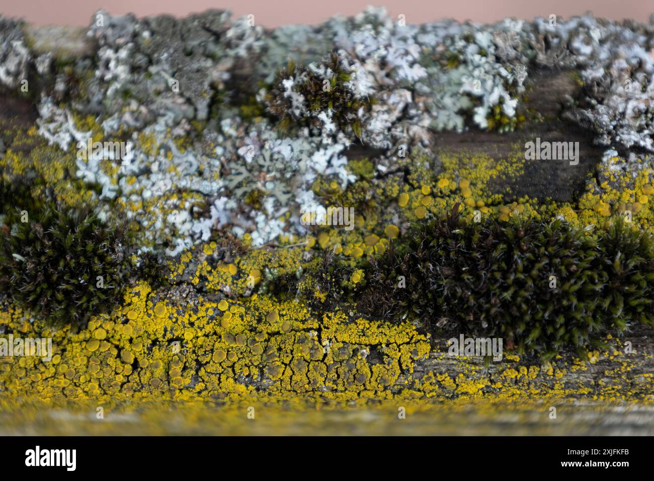Lichen lower plant hi-res stock photography and images - Alamy