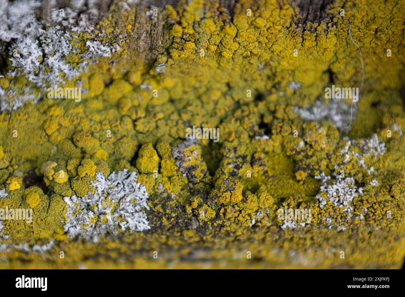 Lower plant lichen hi-res stock photography and images - Alamy