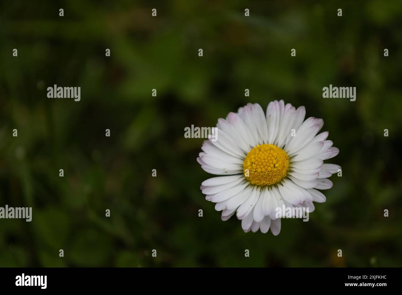 Daisy march hi-res stock photography and images - Alamy