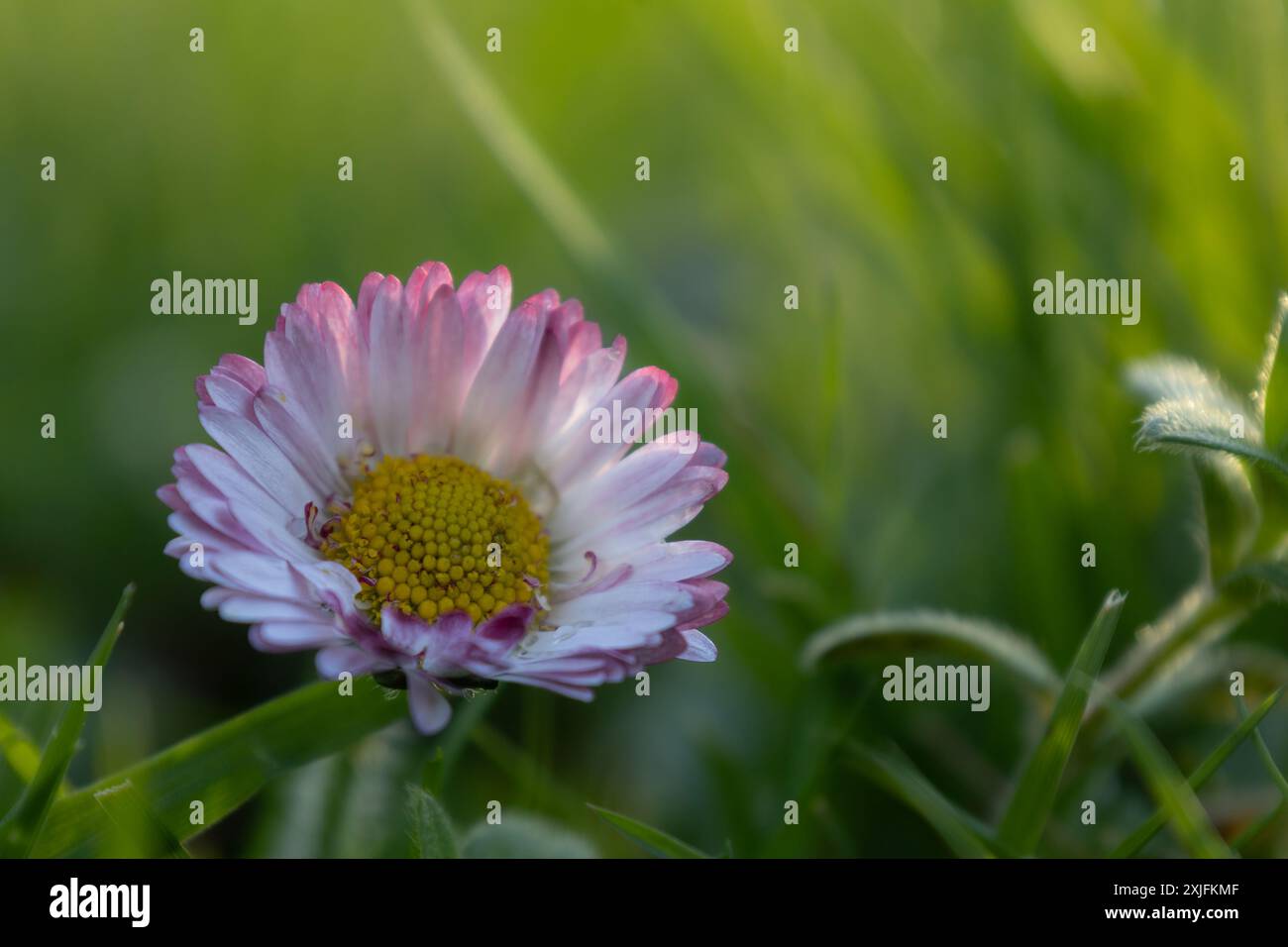 Bellis perennis english daisy hi-res stock photography and images - Alamy
