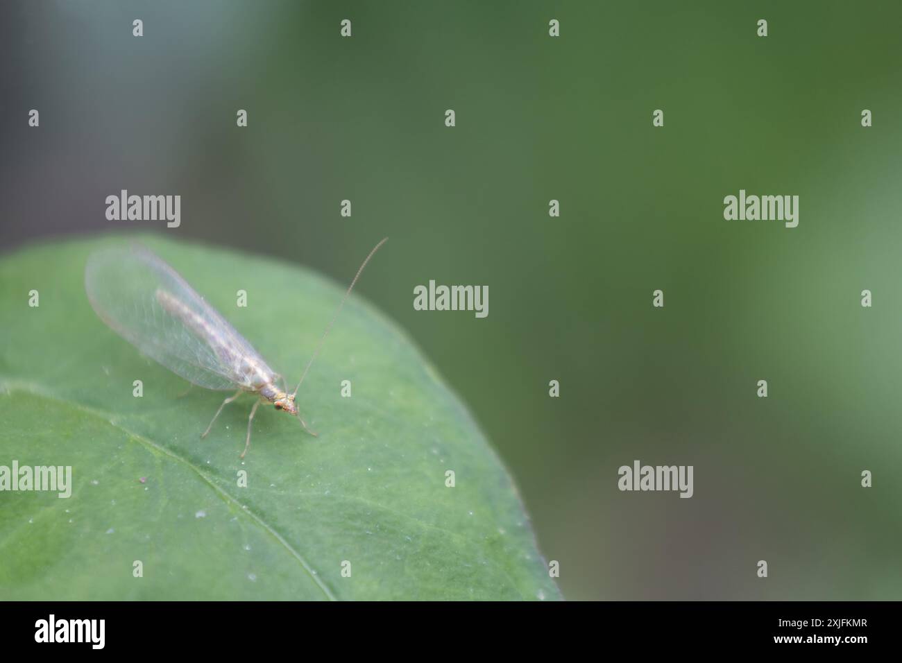 Common green lacewing Stock Photo - Alamy