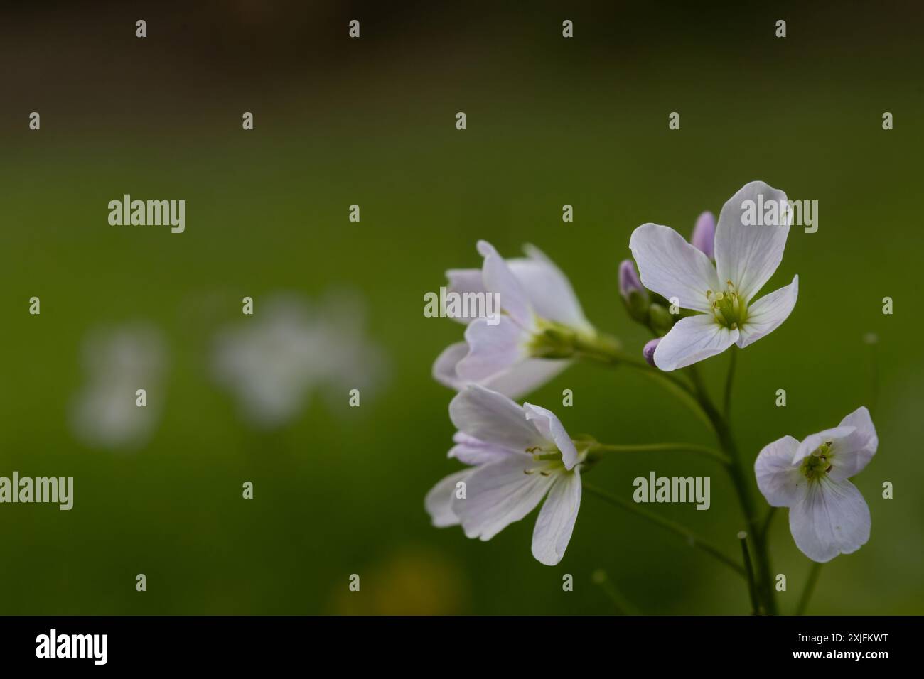 Ladys smock mayflower hi-res stock photography and images - Alamy