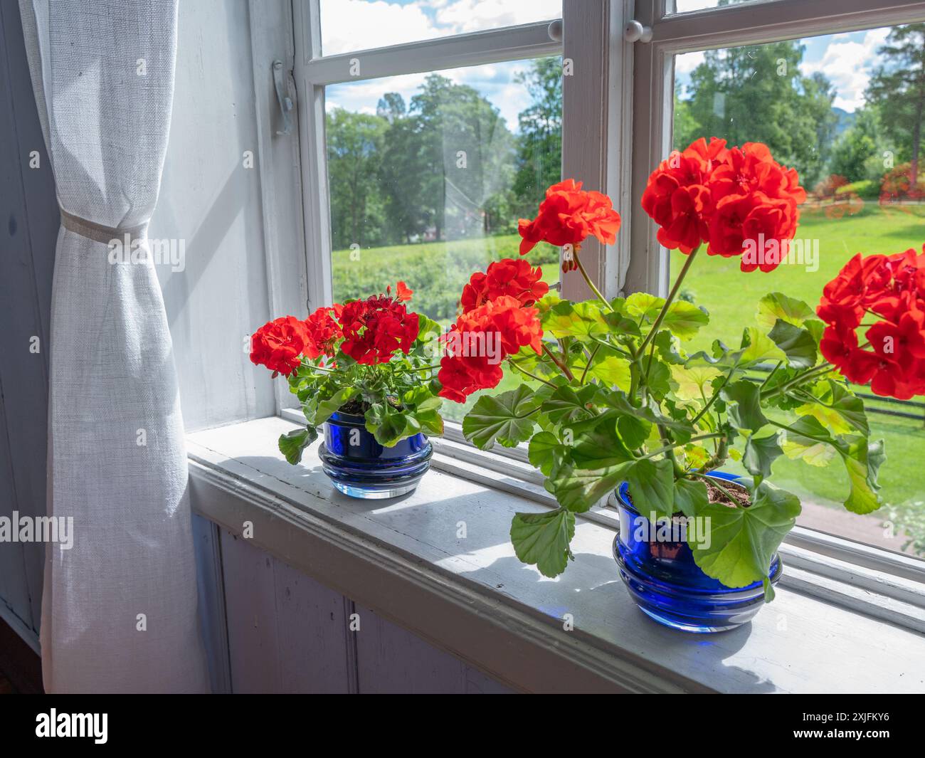 Plants window sill indoors hi-res stock photography and images - Alamy