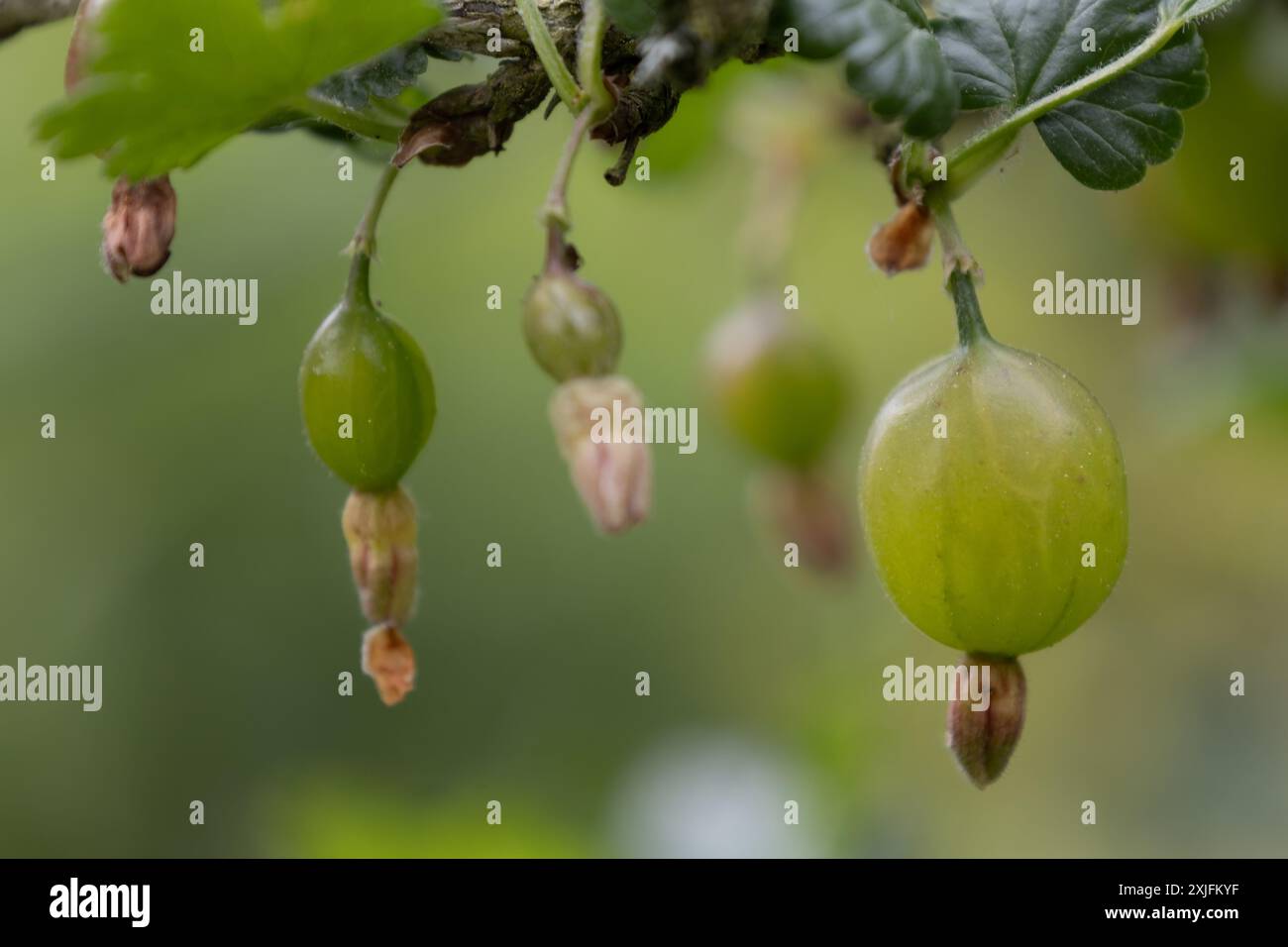 Gooseberry gooseberry hi-res stock photography and images - Alamy