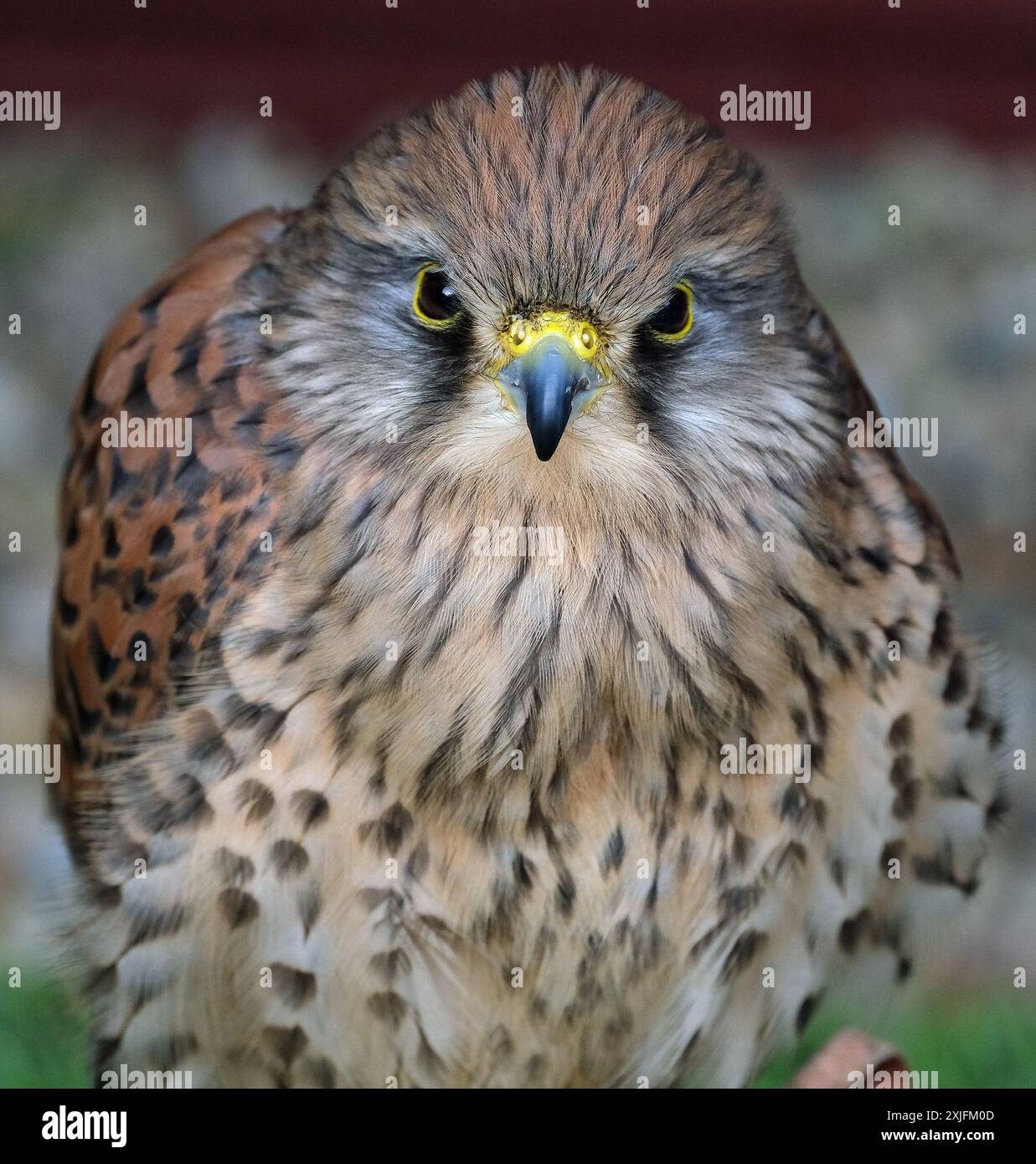 The term kestrel is the common name given to several species of ...