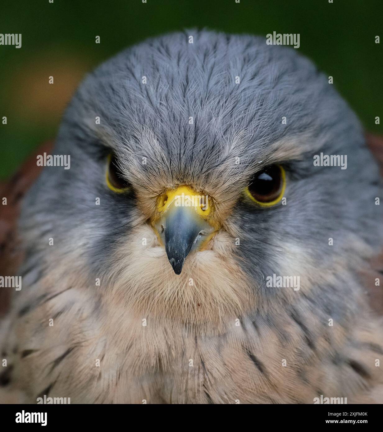 The term kestrel is the common name given to several species of ...