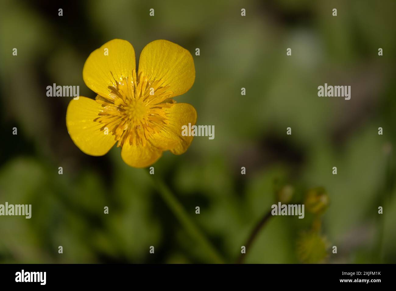 Giant buttercup hi-res stock photography and images - Alamy