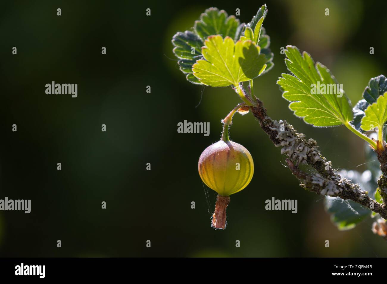 European gooseberry hi-res stock photography and images - Alamy