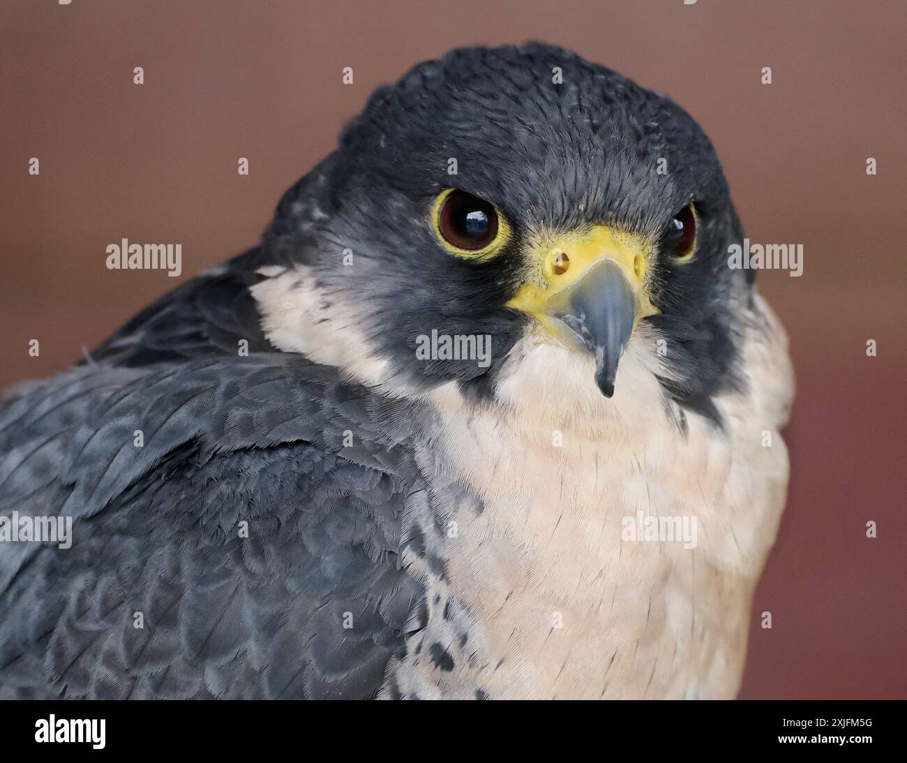 The peregrine falcon, also known simply as the peregrine, and ...