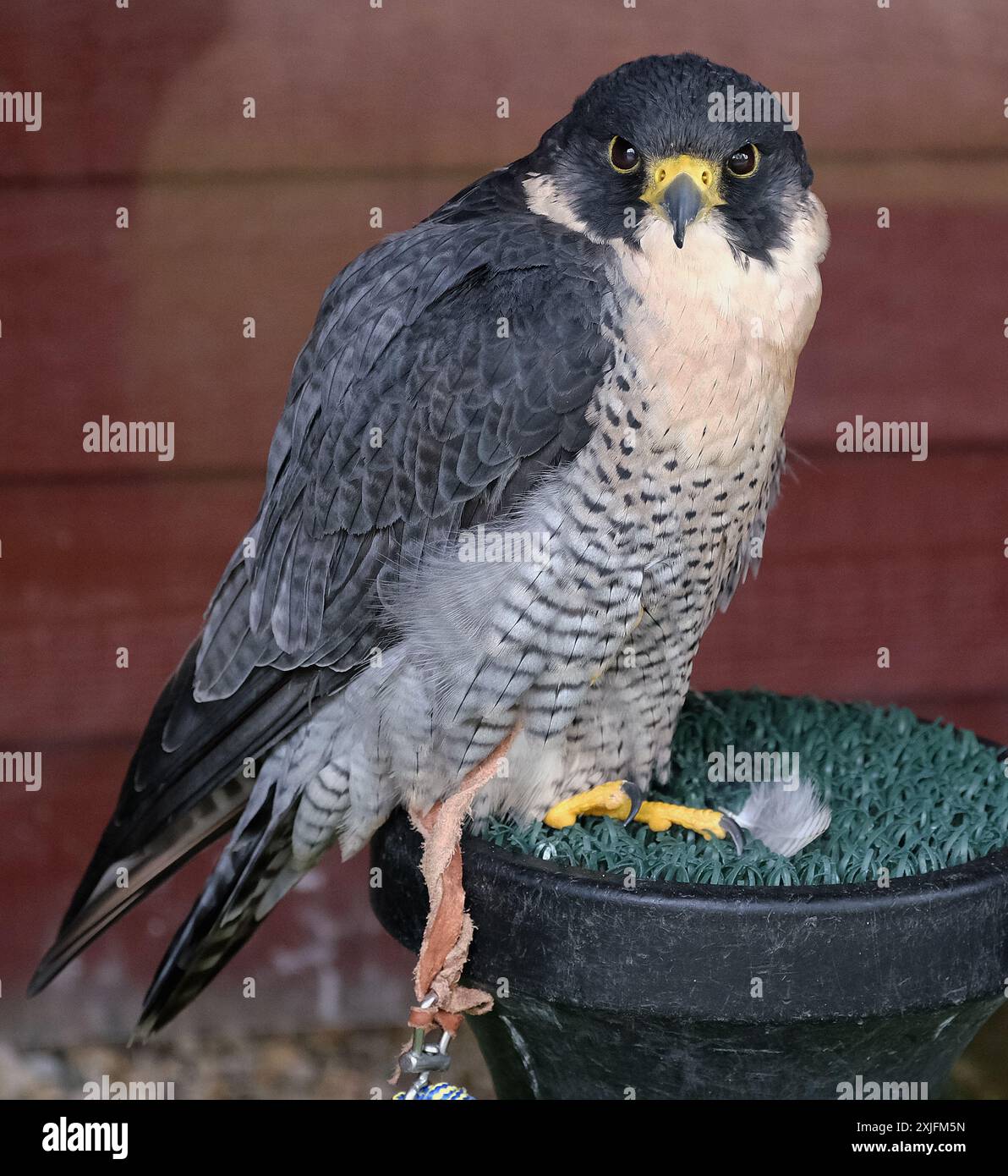 The peregrine falcon, also known simply as the peregrine, and ...