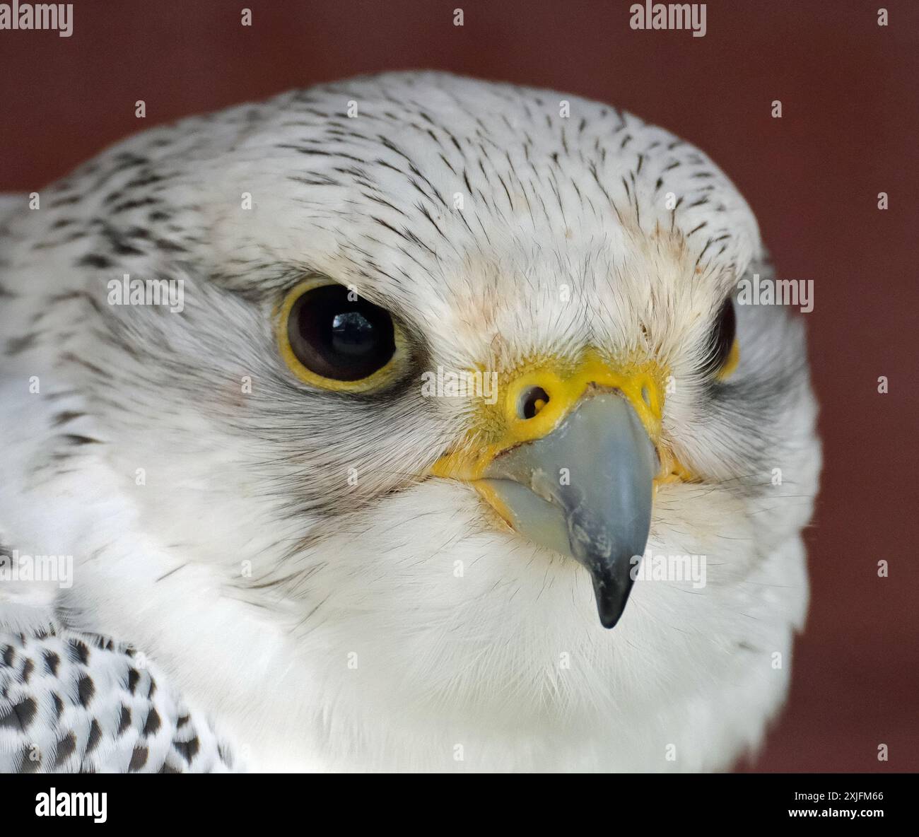 The gyrfalcon, the largest of the falcon genus, is a bird of prey. The abbreviation gyr is also ...