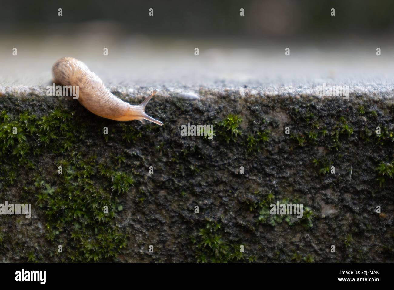 Lower slug hi-res stock photography and images - Alamy