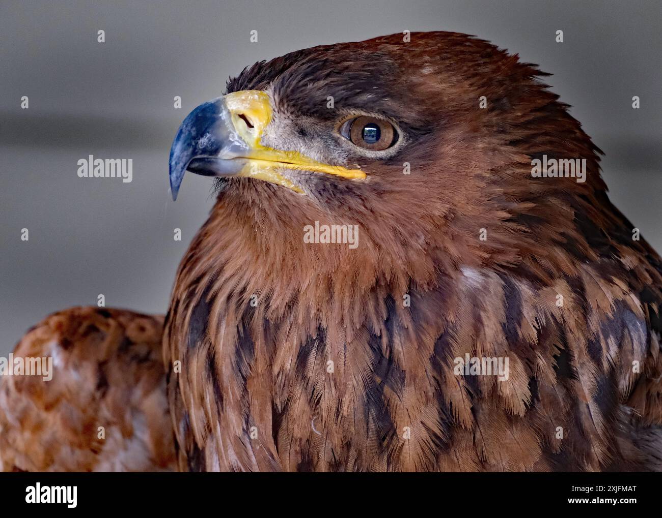 Eagles hunt hi-res stock photography and images - Alamy