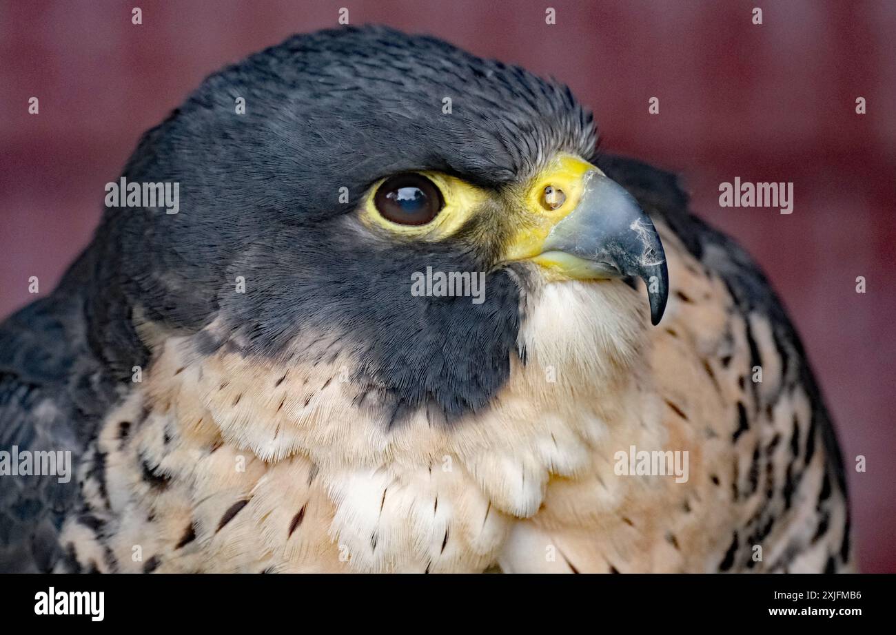 The peregrine falcon, also known simply as the peregrine, and ...