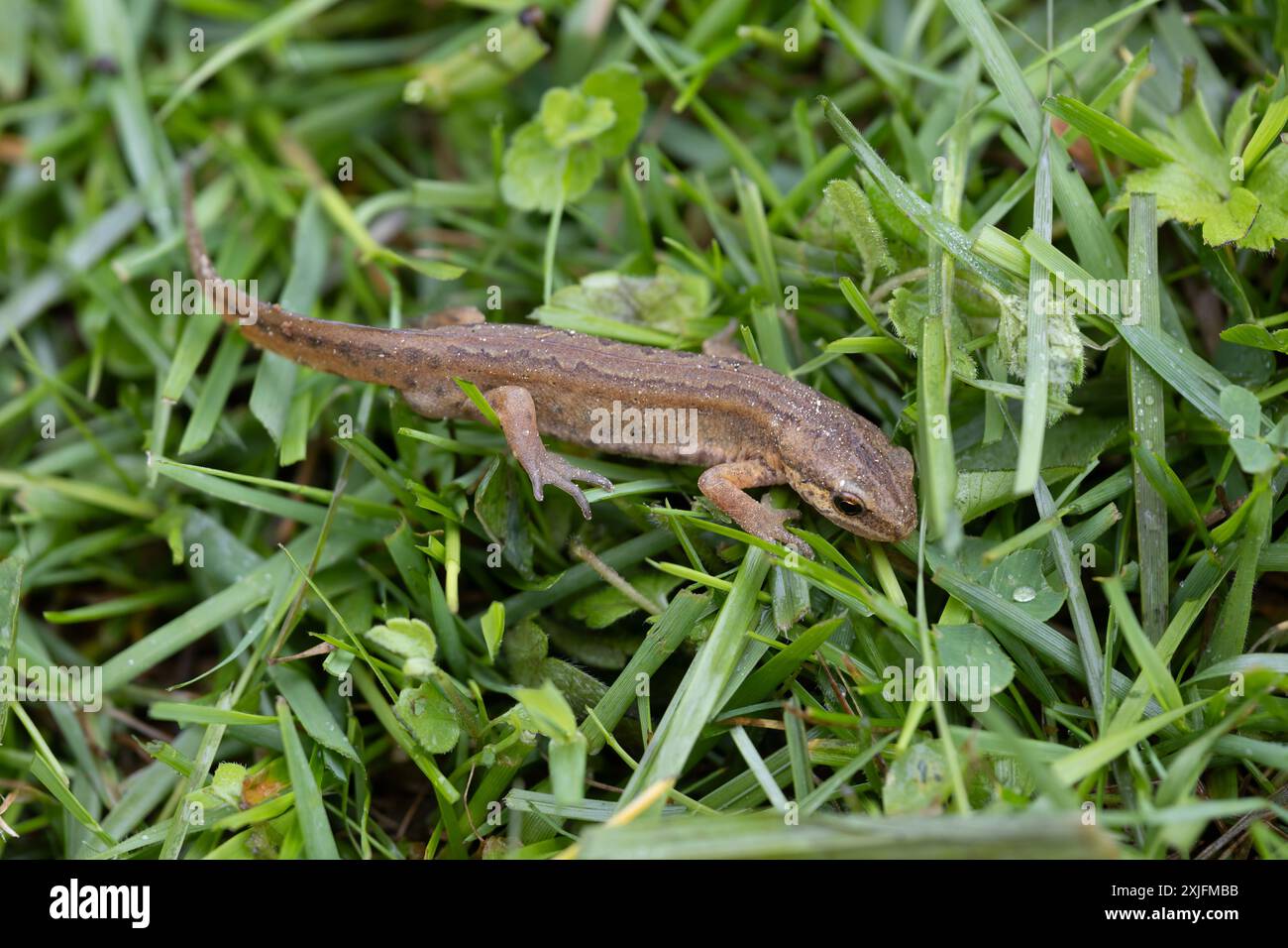 Lower newt hi-res stock photography and images - Alamy