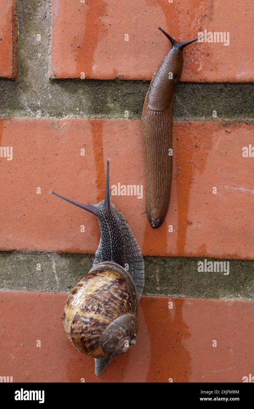 A race between a snail and a slug Stock Photo - Alamy