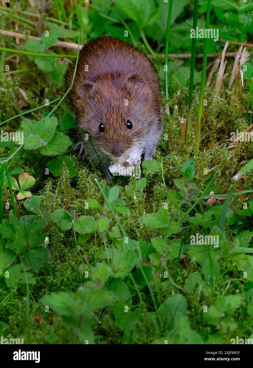 The common vole is a European rodent Stock Photo - Alamy