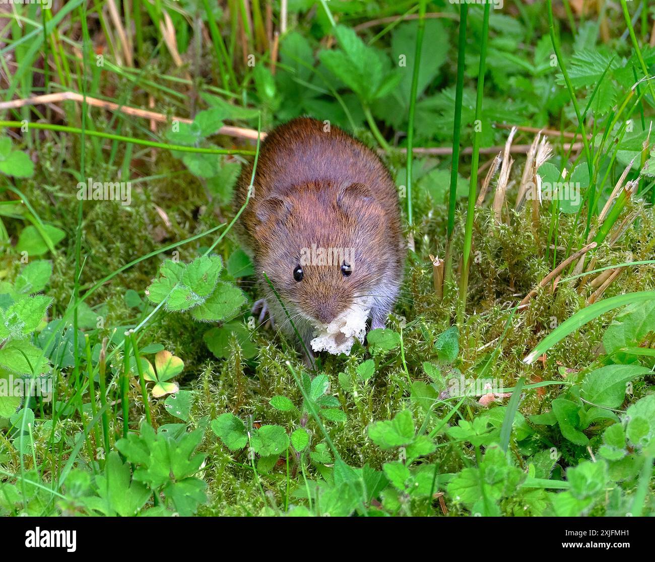 Vole eating grass hi-res stock photography and images - Alamy