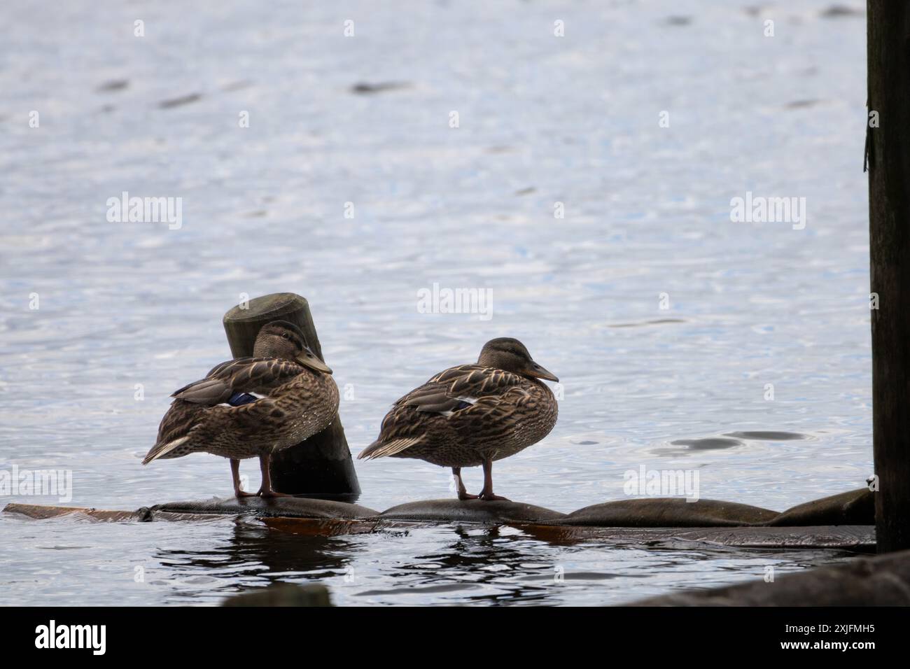 Mallard 2024 hi-res stock photography and images - Alamy