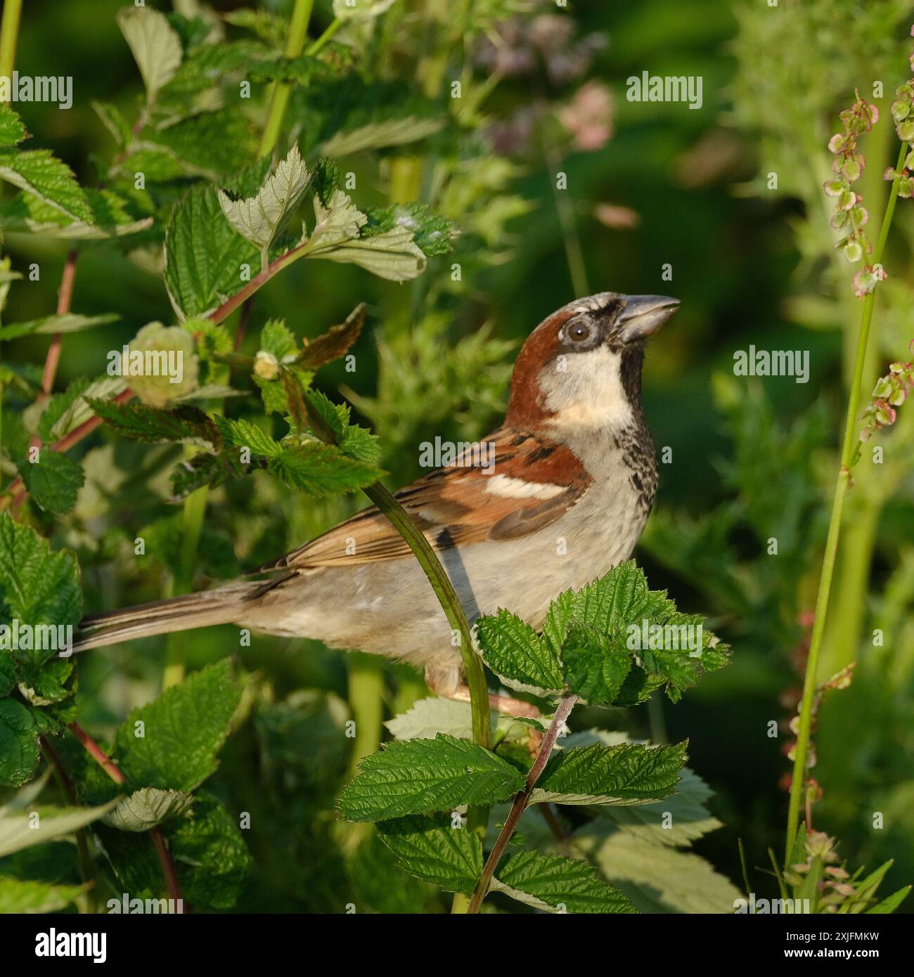 House sparrow eating insect in hi-res stock photography and images - Alamy