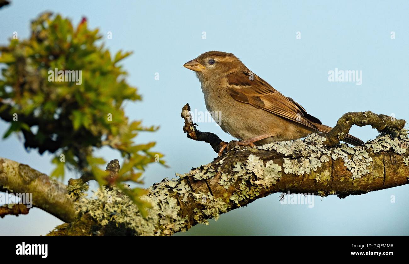 House sparrow eating insect in hi-res stock photography and images - Alamy