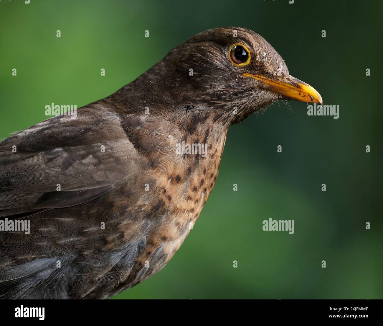 The common blackbird is a species of true thrush. It is also called the ...