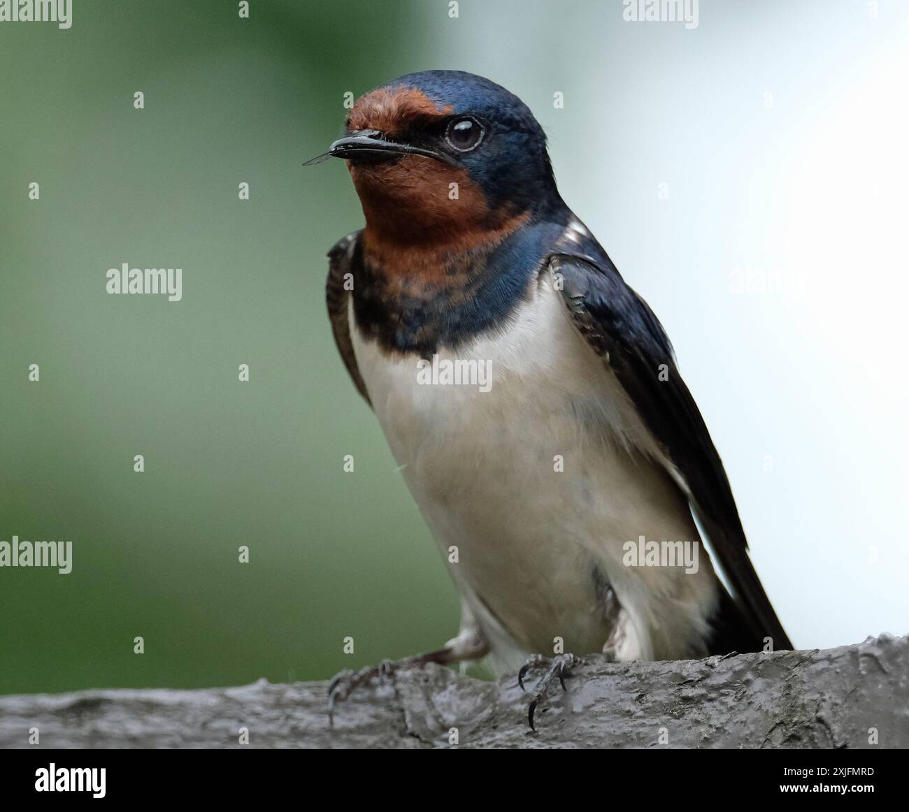 Swallows around the world hi-res stock photography and images - Alamy
