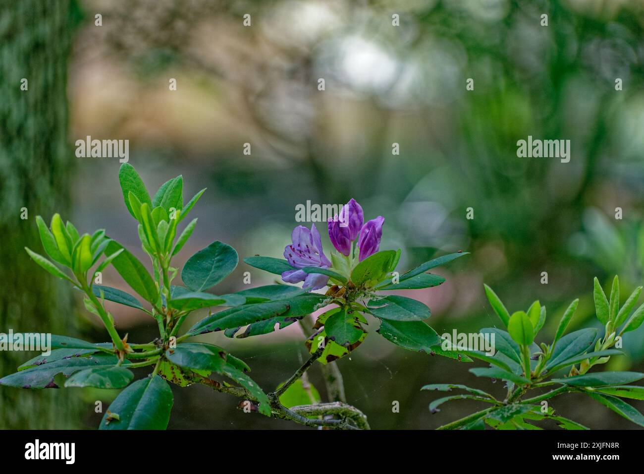 Deep dark purple azalea flowers just starting to open into a cluster of ...