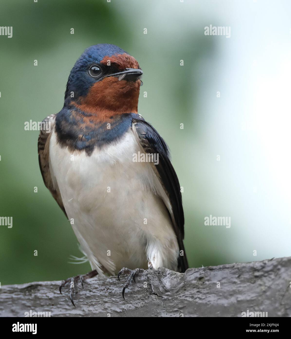 The swallows, martins, and saw-wings, or Hirundinidae are a family of ...