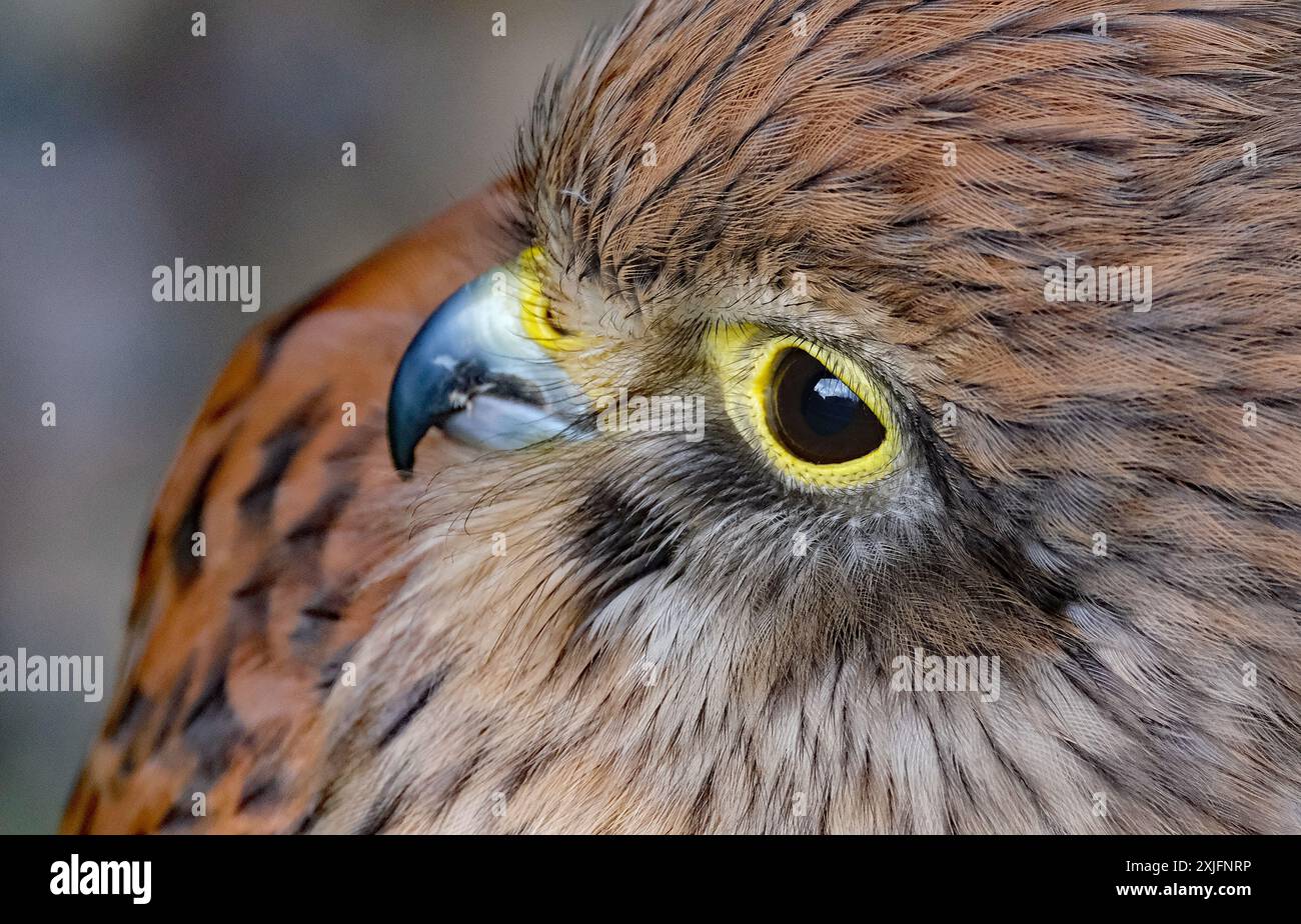 The term kestrel is the common name given to several species of ...