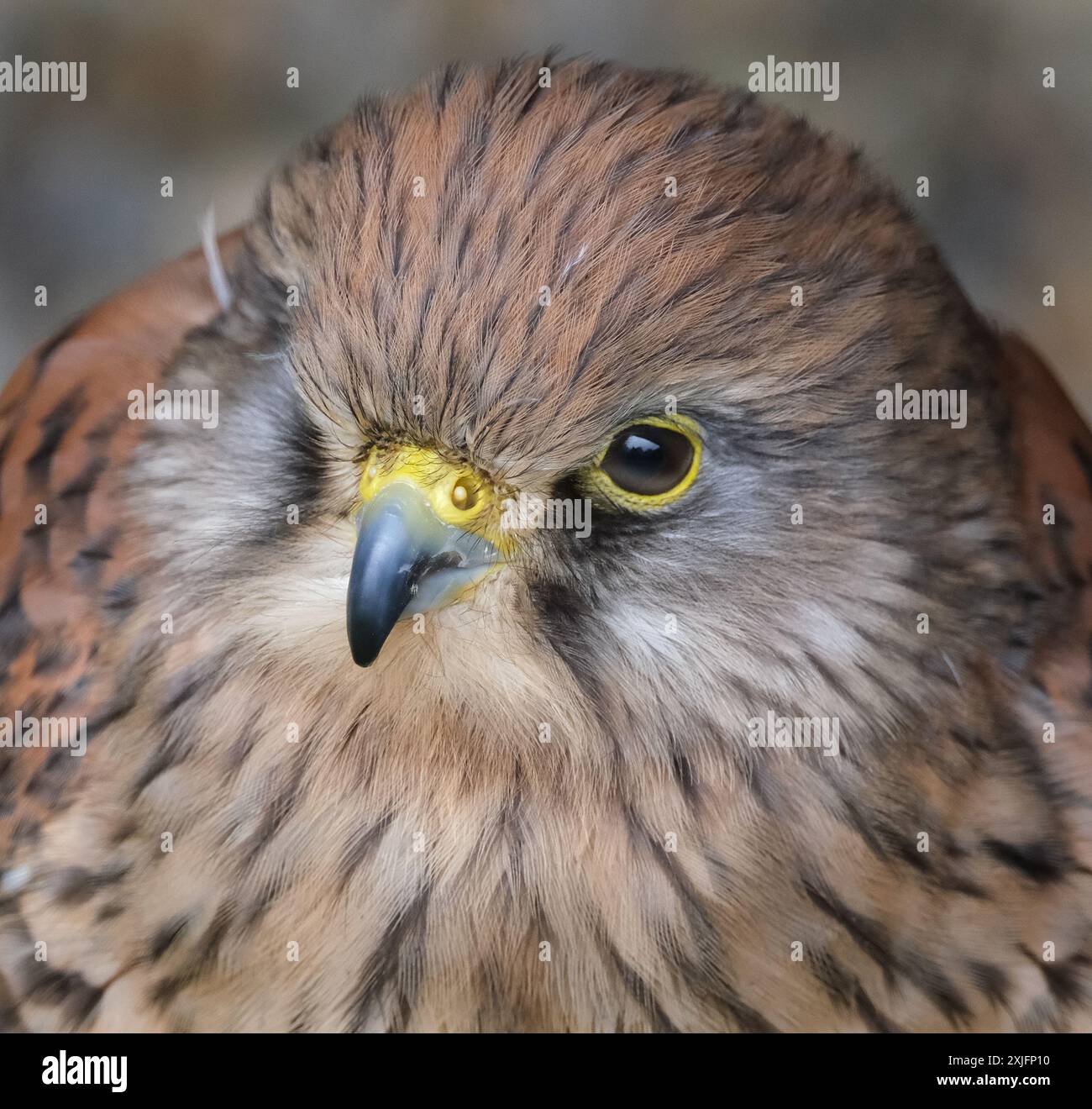 The term kestrel is the common name given to several species of ...