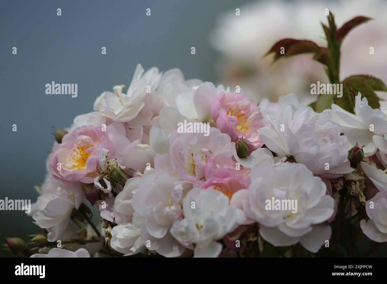 Botany pastel bouquet roses hi-res stock photography and images - Alamy