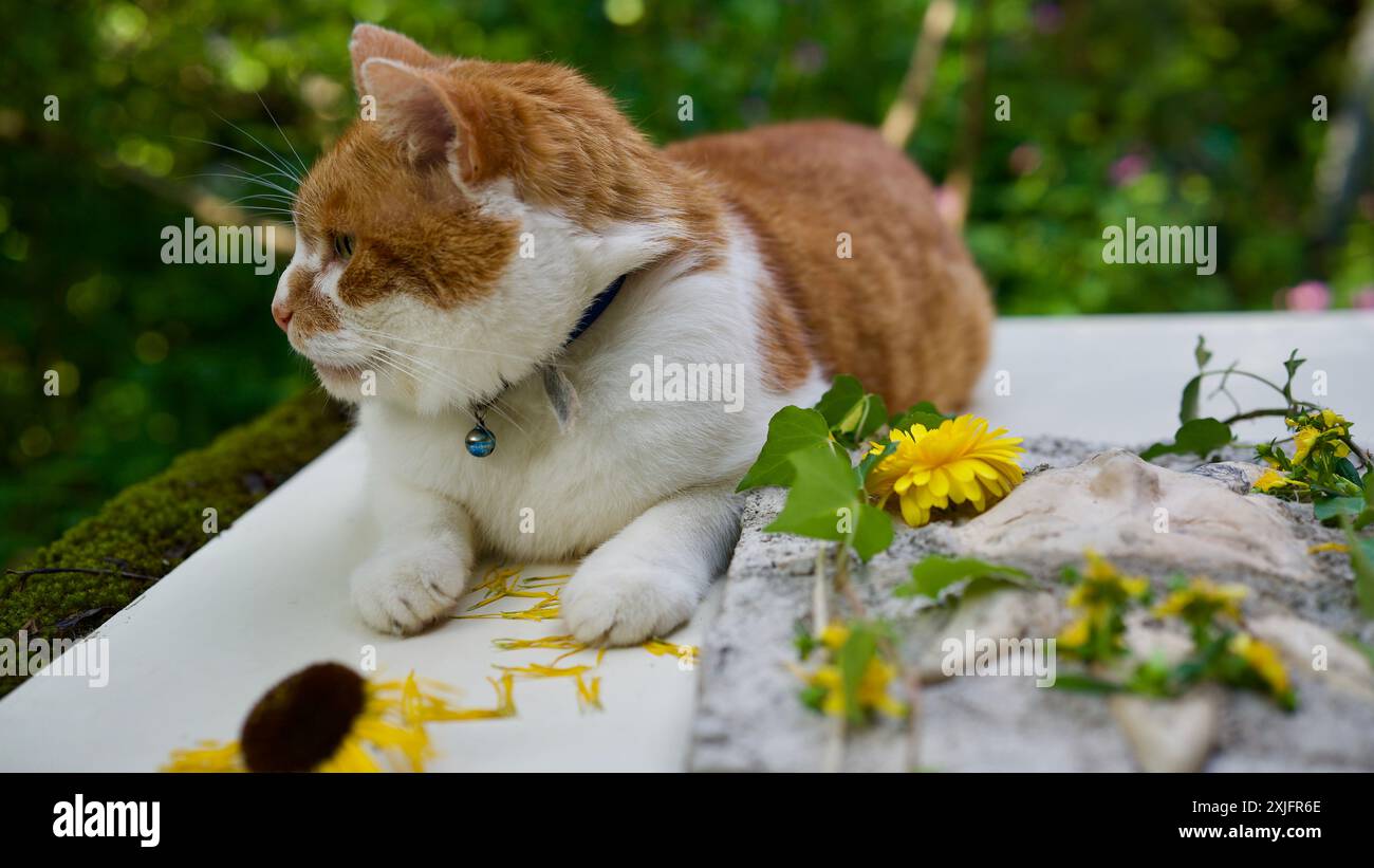 Red cats outside bell hi-res stock photography and images - Alamy