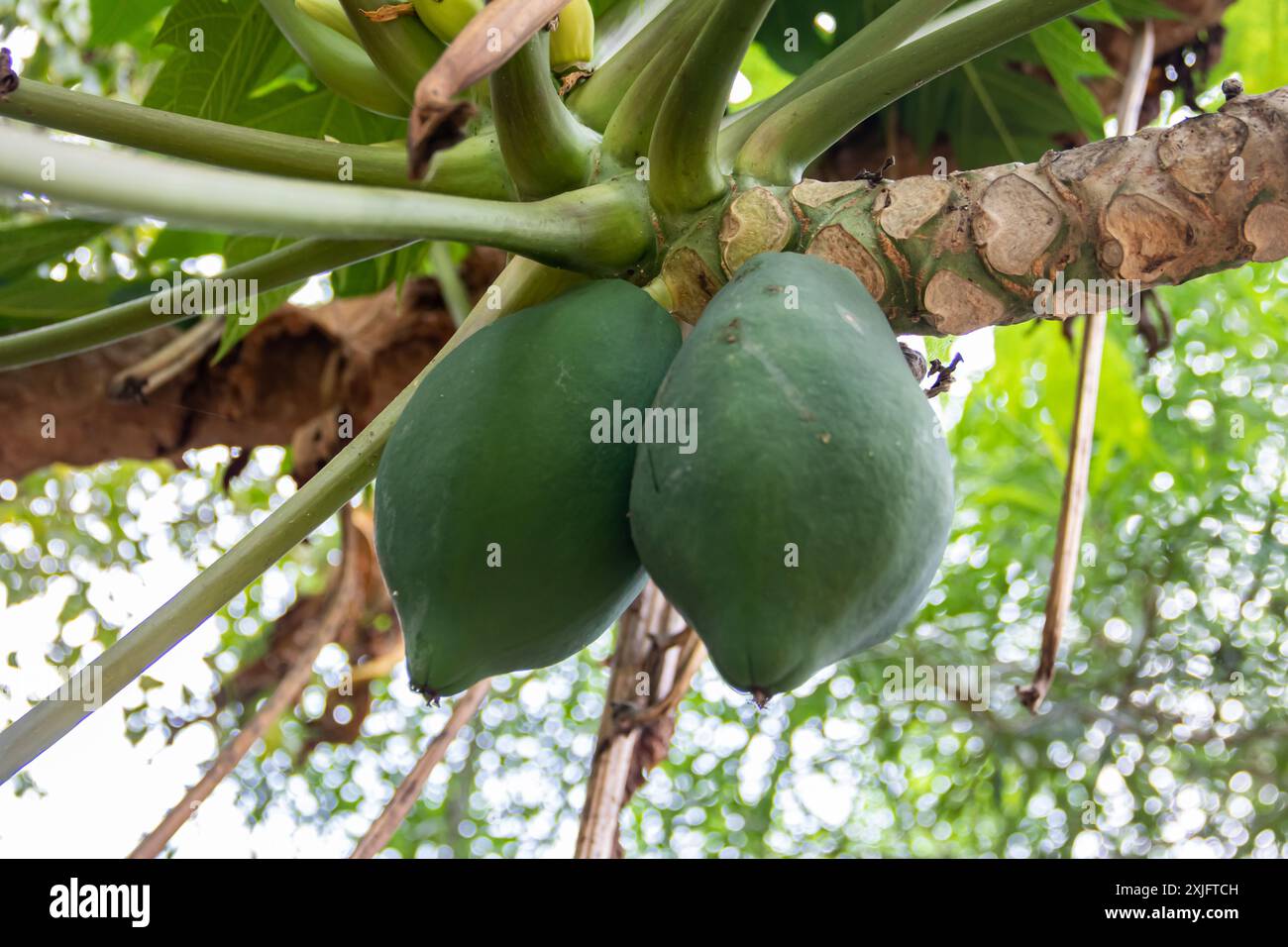 Photo of green papaya tree hi-res stock photography and images - Alamy