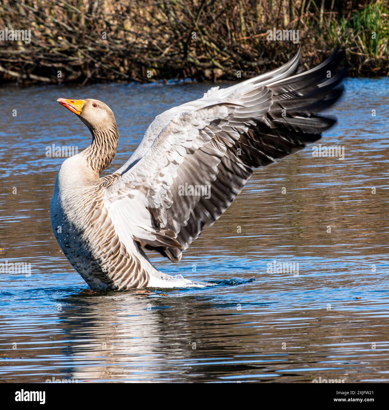 Goose stretching its wings in fife loch Stock Photo - Alamy