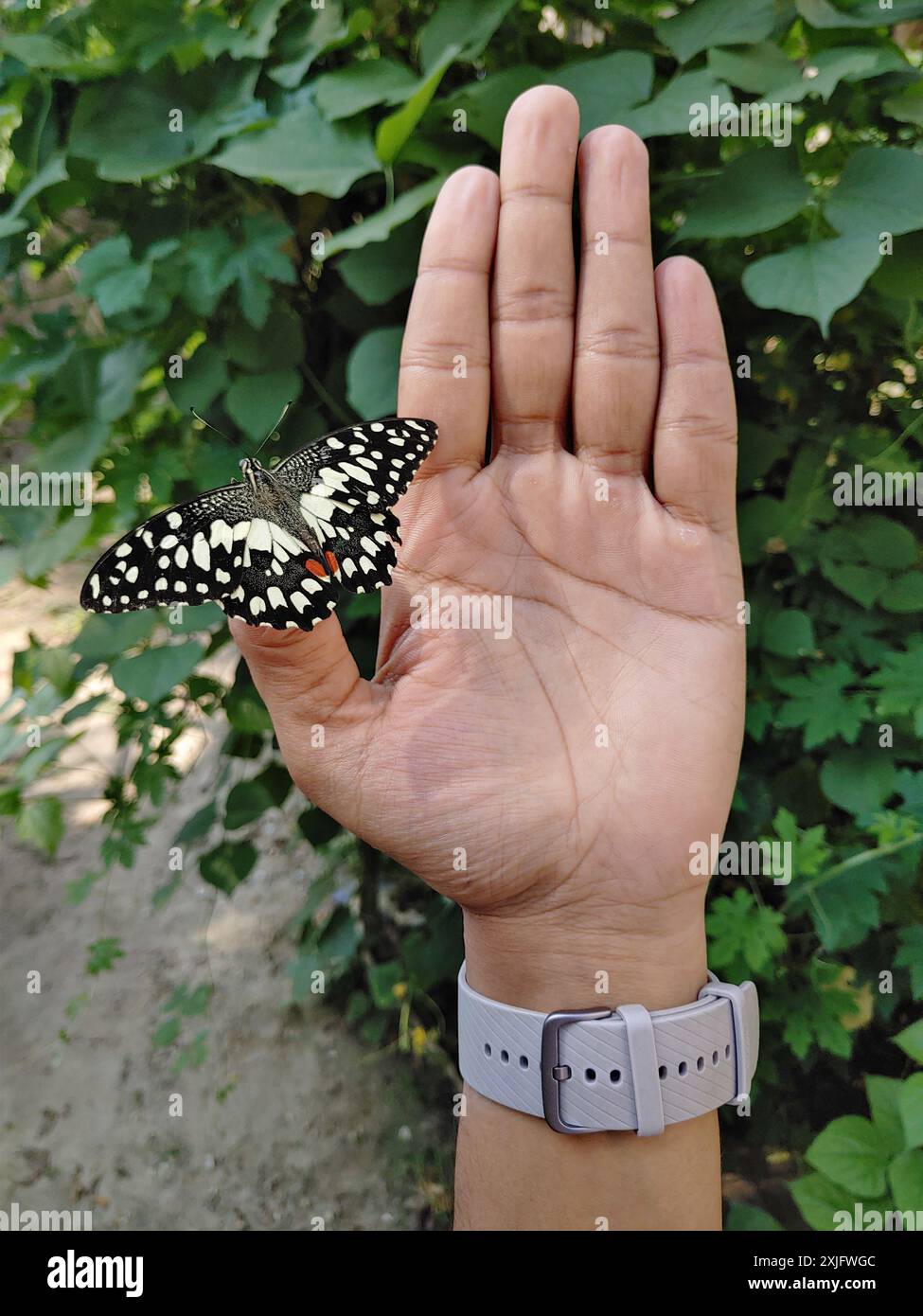 Beautiful butterfly sits on human hand in green background stock photo ...