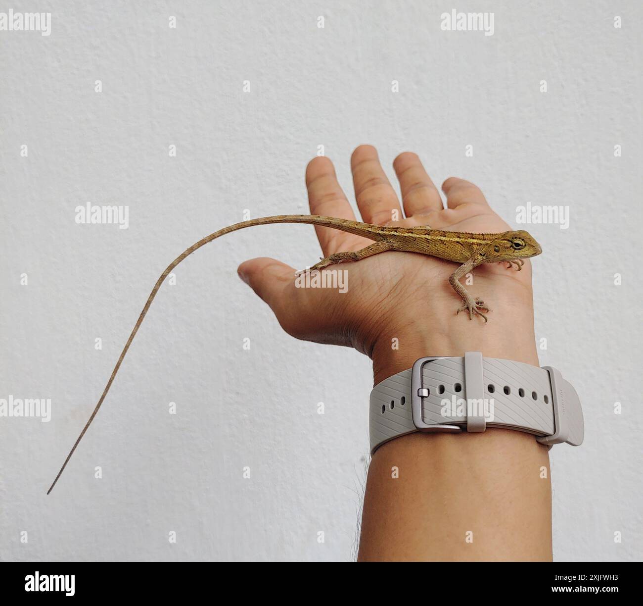 Beautiful small lizard sits on human hand in white background stock ...