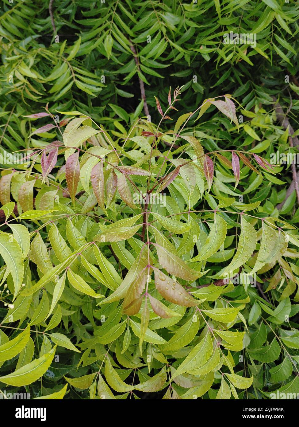 Pin Neem Tree Leaves