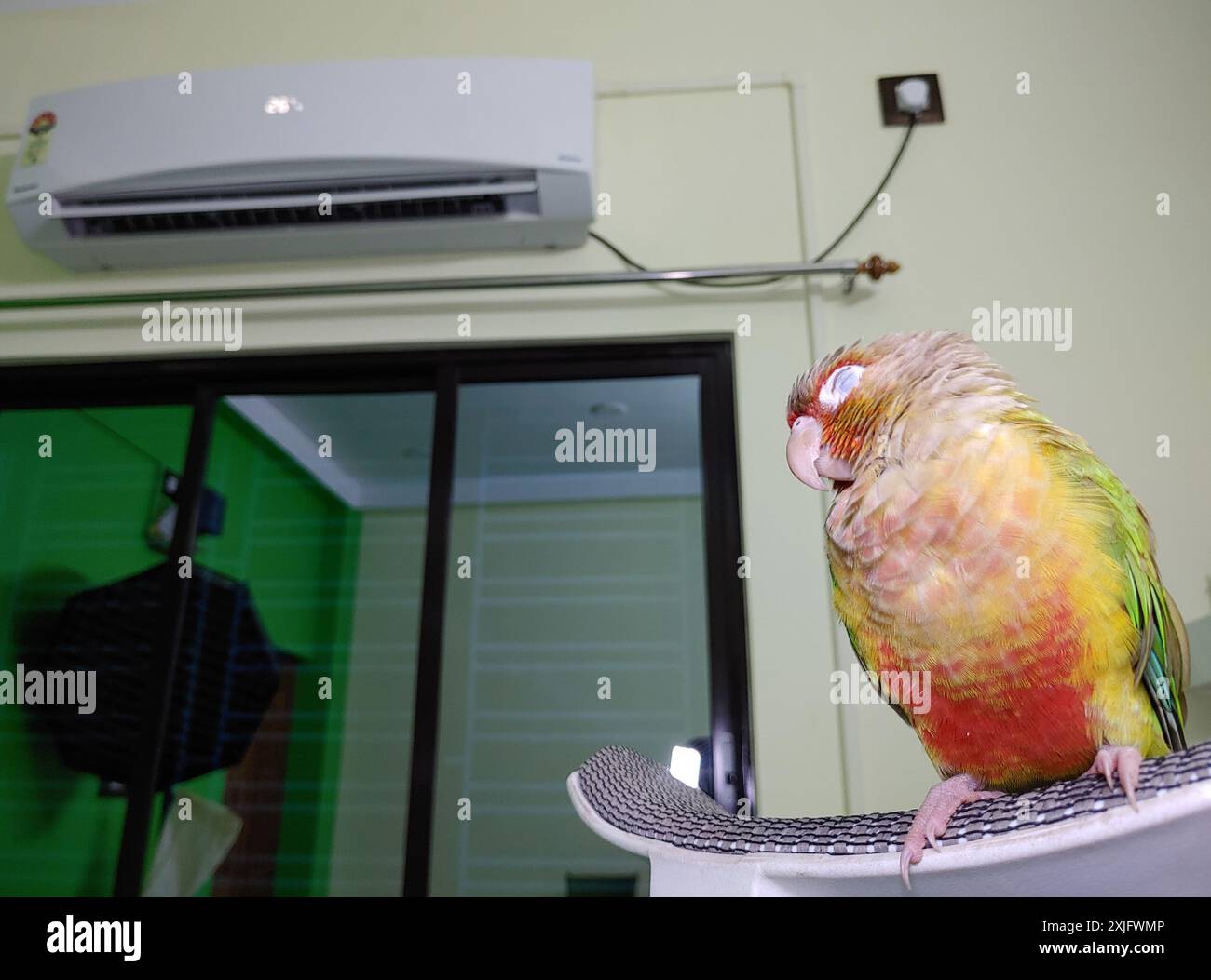 Conure and air conditioner hi-res stock photography and images - Alamy
