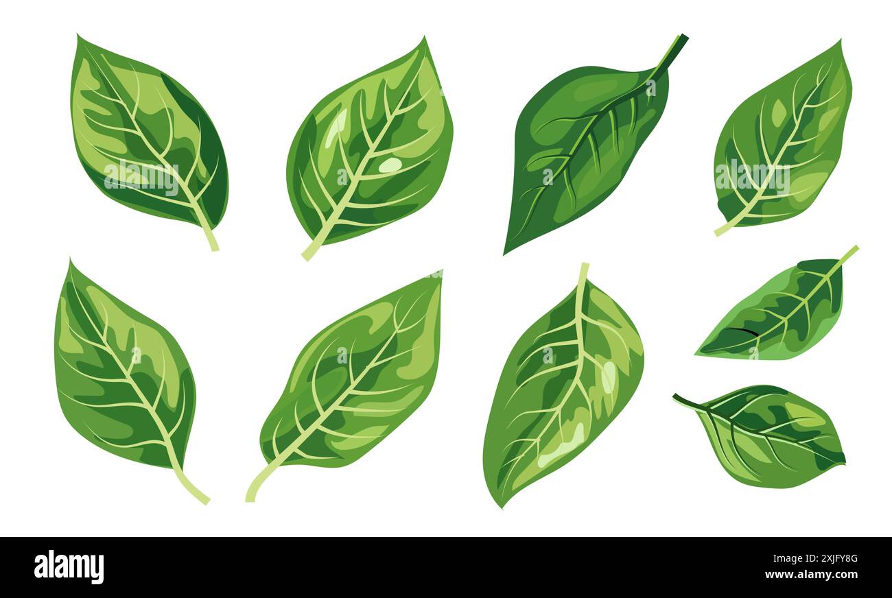 featuring eight different types of green leaves. Each leaf showcases ...