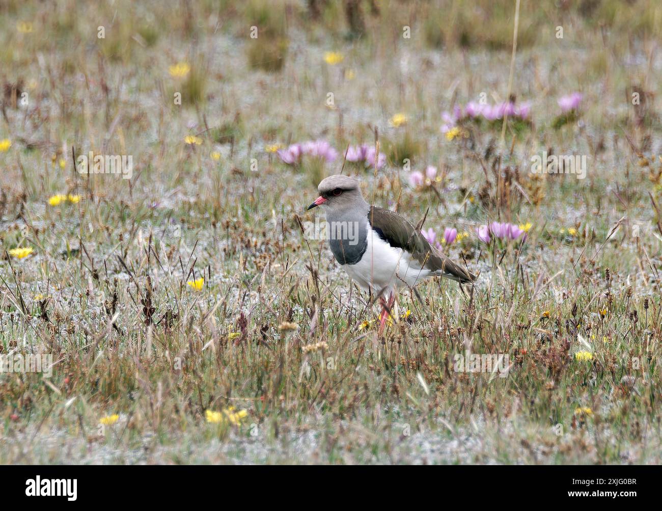 Andean lapwing, Andenkiebitz, Vanneau des Andes, Vanellus resplendens ...