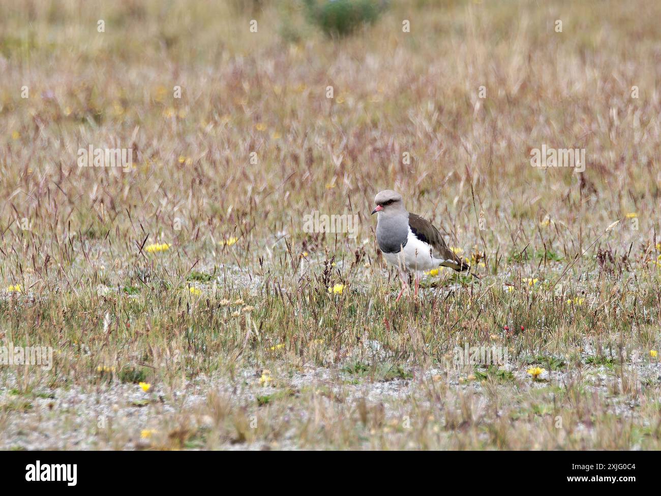 Andean lapwing, Andenkiebitz, Vanneau des Andes, Vanellus resplendens ...